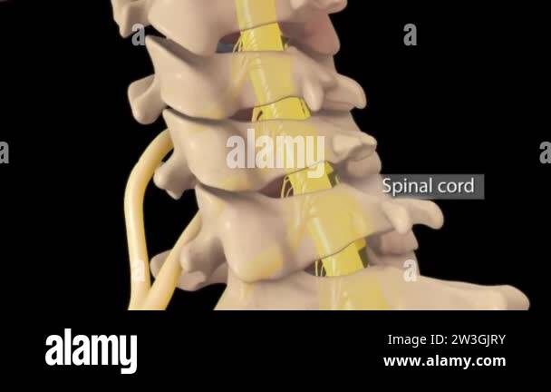 Human skeletal system, Cervical disc, spinal cord and spinal nerves ...