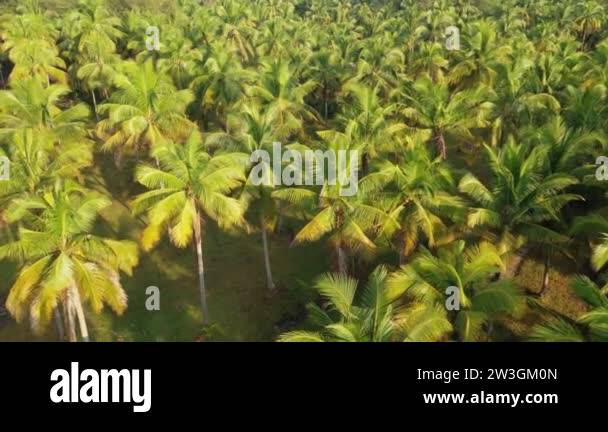 Oil palm trees plantation at the edge of tropical rainforest. Aerial ...