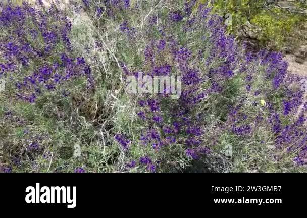 Purple Raceme bloom on California Indigo Bush, Psorothamnus Arborescens ...