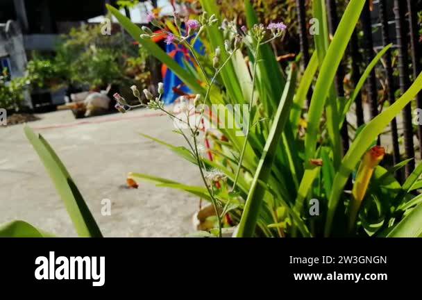 Asian coin plant in the jungle, medicinal tree, homeopathy, herbal ...