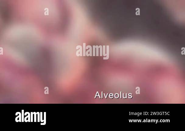 Alveolus closeup anatomy, oxygen and carbon dioxide exchange between ...