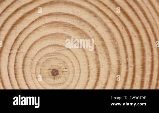 Cross section of tree Stock Videos & Footage - HD and 4K Video Clips ...