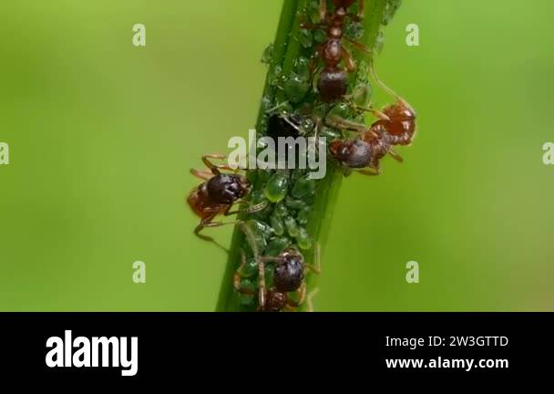 Ant farm on the stem of the flower. Insects and their family are ...
