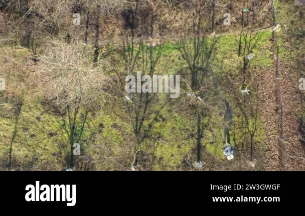 Above top view, on gardener is using modern spray machine, with motor ...