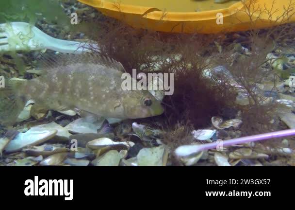 Plastic pollution of the sea: wrasse fish among plastic trash on the ...