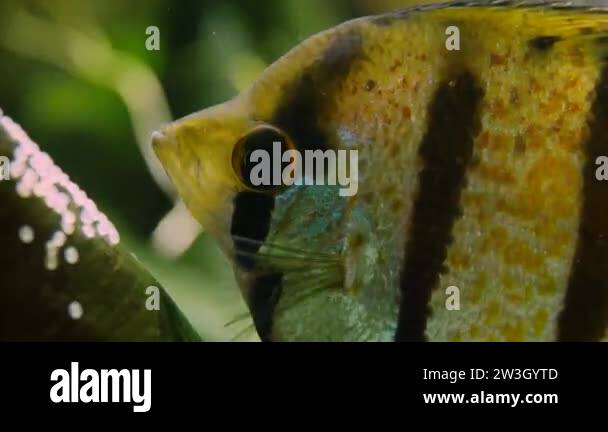 close up of Angelfish aka Scalar fish floating slowly underwater Stock ...
