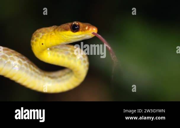 video of snake showing tongue, Olive whipsnake, Chironius fuscus Stock ...