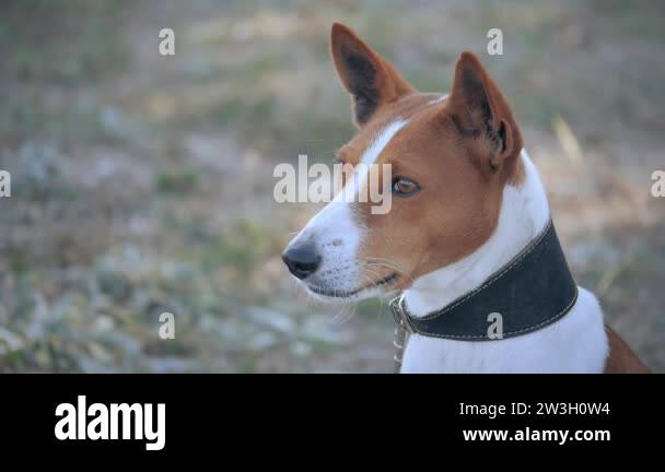 expressive muzzle breed Basenji dog close-up, pet in a collar looks carefully into the distance ...