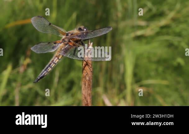 Pretty flying insects Stock Videos & Footage - HD and 4K Video Clips ...