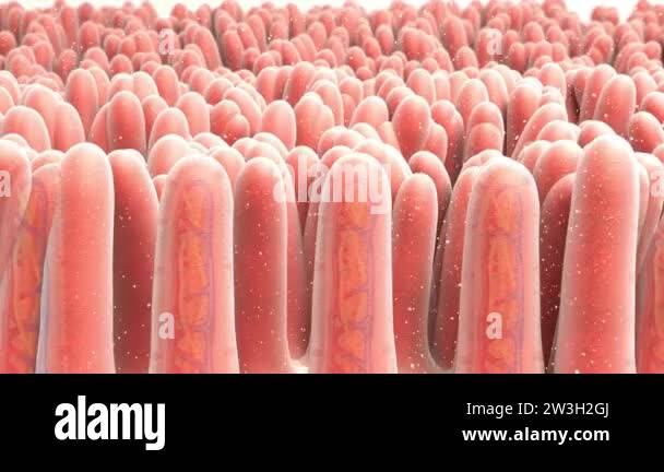 Billions of microbiome attack and destroy virus inside gut. Bacteria ...