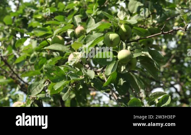beautiful apples ripen on a branch in the rays of the sun ...