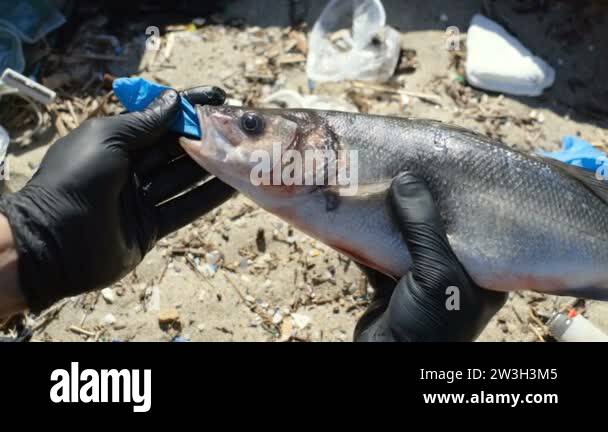 Man remove plastic from Sea Bass fish mouth dead eating disposal glove ...