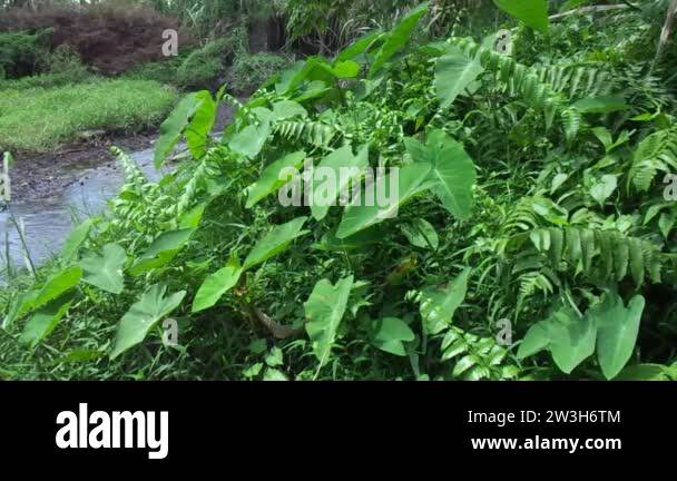 close up Taro leaves (Colocasia esculenta, talas) with natural ...