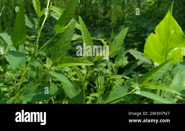 Sida acuta (aslo called common wireweed, sidaguri,sidogori) with ...