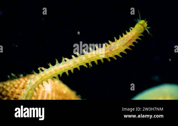 Segmented marine polychaete worm Stock Videos & Footage - HD and 4K ...
