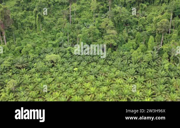 Oil palm trees plantation at the edge of tropical rainforest. Aerial ...