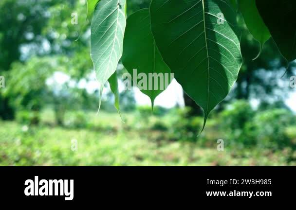 Pho tree Stock Videos & Footage - HD and 4K Video Clips - Alamy