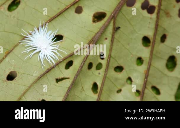 Aphid with exuded wax on the leaf of a rainforest shrub. In tropical ...