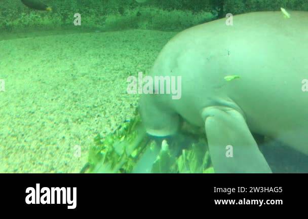 A male Dugong eating seagrass in Sydney Aquarium. Only three Dugongs ...