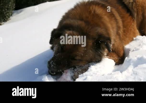 Hungry beautiful homeless big ginger dog with a sterilization tag on ...