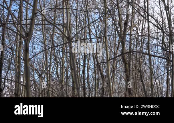 Leafless branches of trees. Natural landscape background. Beautiful ...