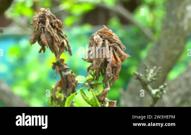 Necrosis of fruit tree leaves. Necrosis of the leaves of fruit trees ...