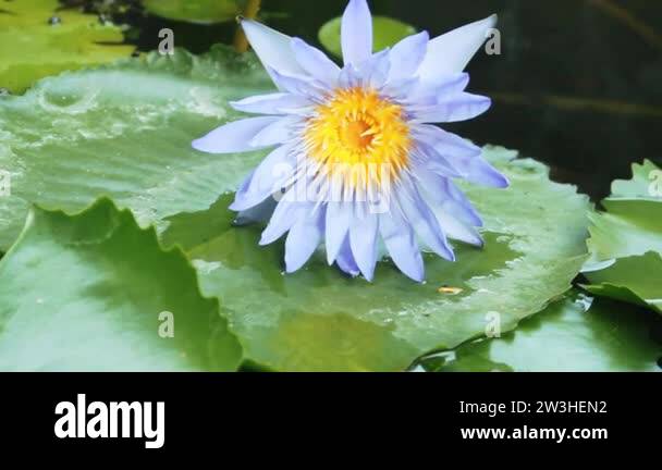 Blue nile lotus flower Stock Videos & Footage - HD and 4K Video Clips ...