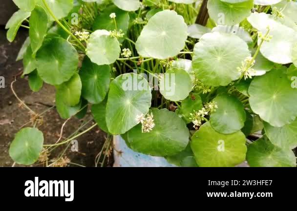 Asian coin plant in the jungle, medicinal tree, homeopathy, herbal ...