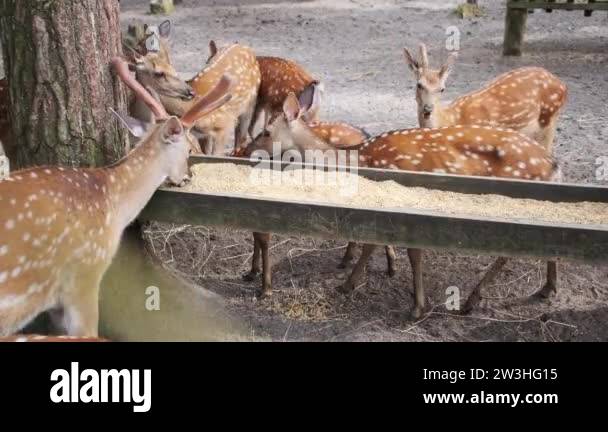 group of young sika deer eat from a feeding trough in a national park ...