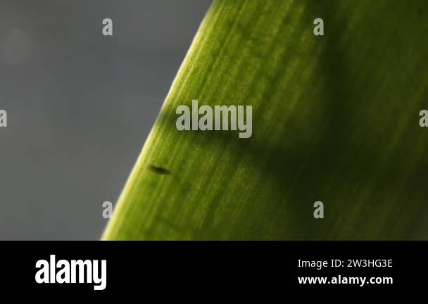 Scanning the green leaf and panning through it and showing the partial ...
