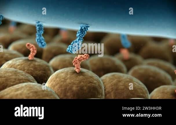 Bacteria Lactobacillus in human intestine, 3D animation. Normal flora ...