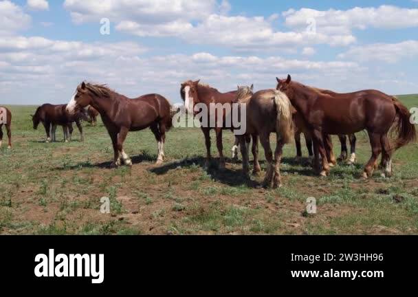 Tails of farm animals Stock Videos & Footage - HD and 4K Video Clips ...