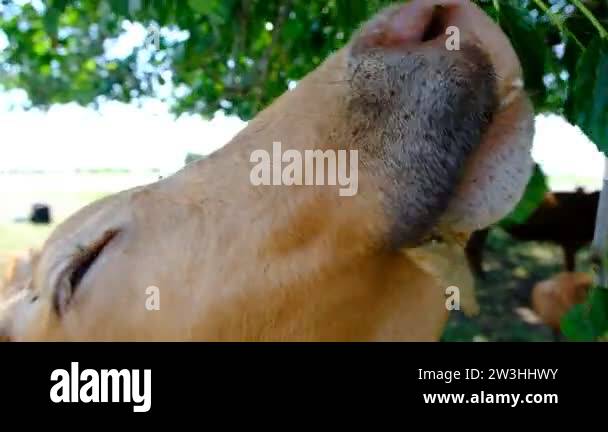 Portrait of a cow in the pasture. Animal head close up. Flies sit on ...
