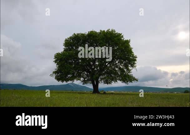 Valley oak tree sunset Stock Videos & Footage - HD and 4K Video Clips ...