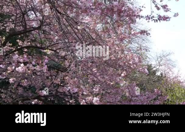 4k b-roll cinematic footage of Tokyo National Park during spring cherry ...