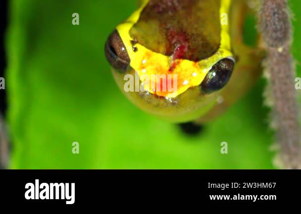 Brazilian wandering spider prey Stock Videos & Footage - HD and 4K ...