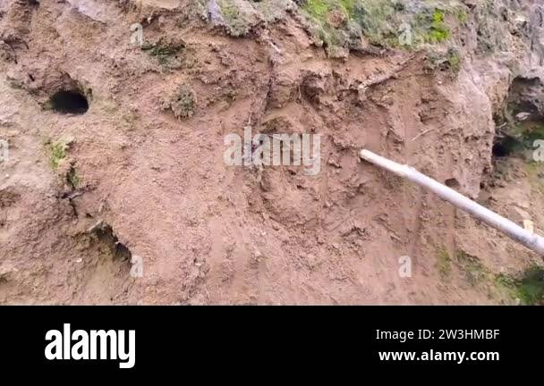 Boy or kid digging with a stick or branch in the sandy roots of a ...
