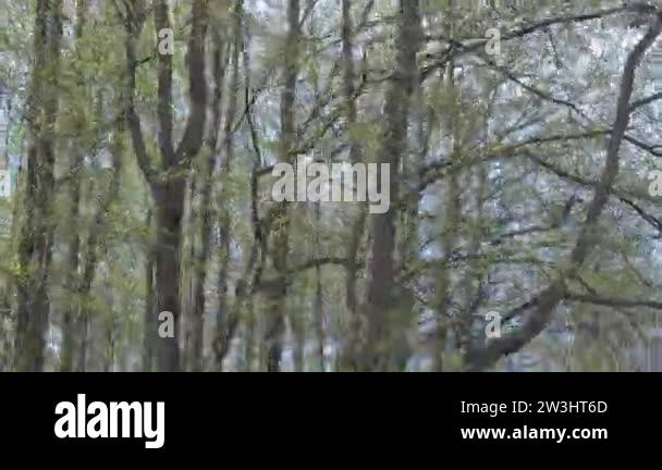 Black alder alnus glutinosa Stock Videos & Footage - HD and 4K Video ...