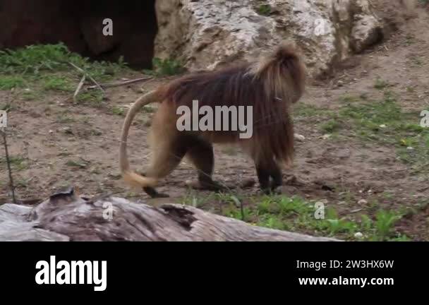 Endemic to ethiopia Stock Videos & Footage - HD and 4K Video Clips - Alamy