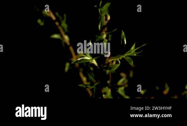 Backlit plant Stock Videos & Footage - HD and 4K Video Clips - Alamy