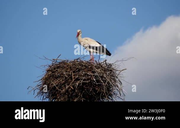 Blue stork Stock Videos & Footage - HD and 4K Video Clips - Alamy