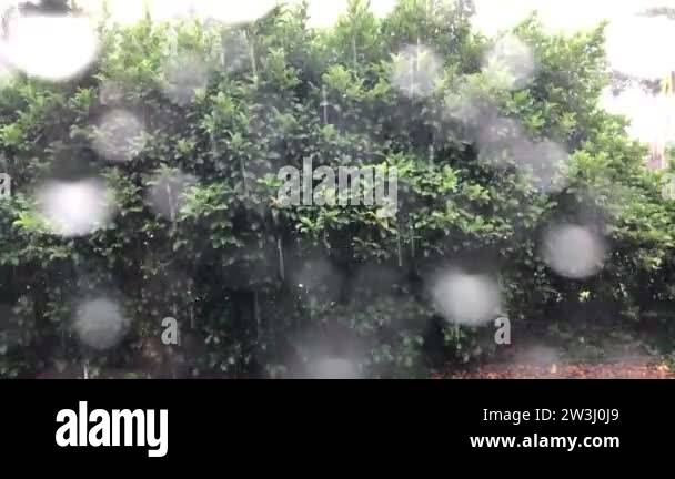 Windy Rainstorm Swaying Bushes Outside a Window in the Day. Fast winds ...