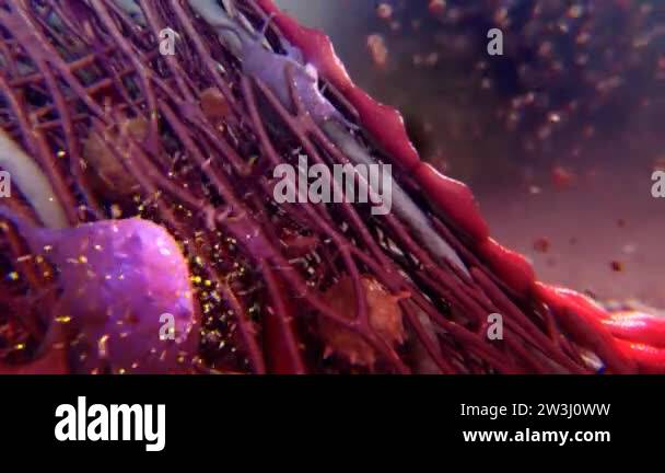 Red blood cells and platelets in the blood vessel. Basic steps of wound ...