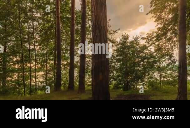 Green Forest. Pine Trees. Fairy Forest. Camera movement inside the ...