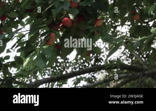 Pick fruit tree Stock Videos & Footage - HD and 4K Video Clips - Alamy