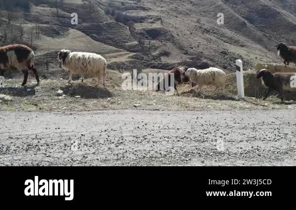 Side view of a lamb Stock Videos & Footage - HD and 4K Video Clips - Alamy