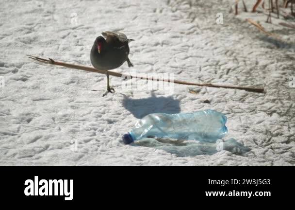 Frozen bird Stock Videos & Footage - HD and 4K Video Clips - Alamy