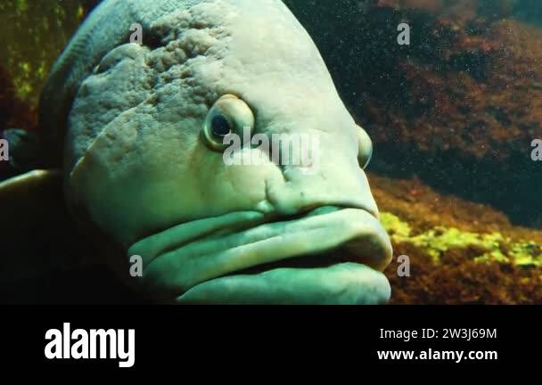 Grouper tail Stock Videos & Footage - HD and 4K Video Clips - Alamy