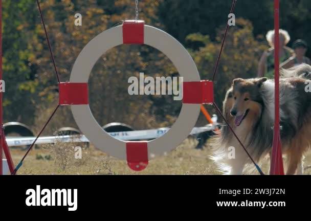 Learning agility Stock Videos & Footage - HD and 4K Video Clips - Alamy