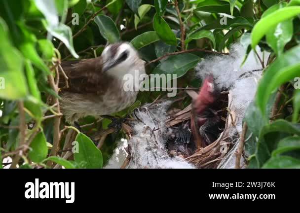 5 day old new born of baby birds in a nest of yellow-vented bulbul ...